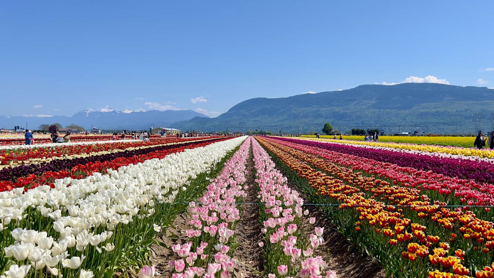 Celebrate Spring in Abbotsford with a perfect county getaway